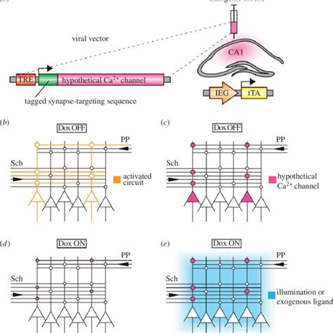 Hypothetical Experiment Testing The Prediction That Ltp At A Given Set
