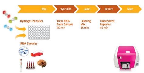 Micro Rna Profiling With A Multiplexed Assay American Laboratory