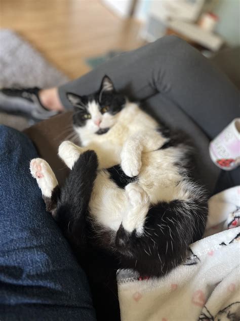 Tickle My Belly Dad Purrrlease R Chonkers