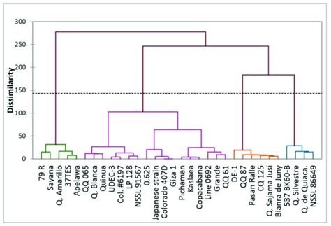 Agglomerative Hierarchical Clustering Ahc Of Quinoa Genotypes Based