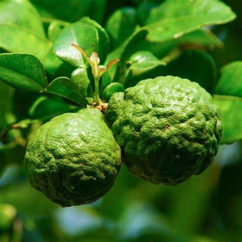 Citrus Thai Lime Granton Plants Hobart