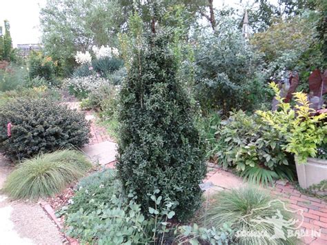 Buxus Sempervirens Fastigiata Szkółka Bąblin