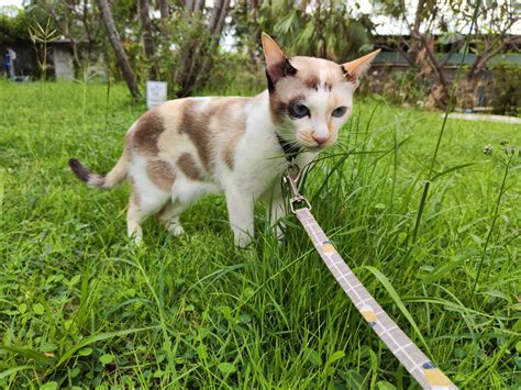 พส On Twitter แมวสามสีลายวัว ที่มีพฤติกรรมเหมือนวัว