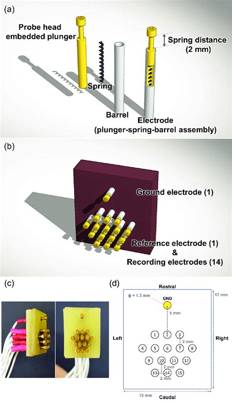 Mouse Electroencephalography Sensor Description A Three Elements Download Scientific Diagram