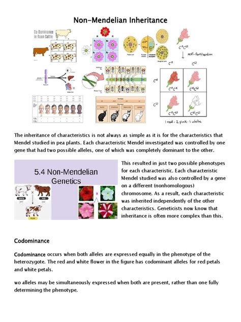 Gen Bio Week 5 Lesson 1 Pdf Dominance Genetics Allele