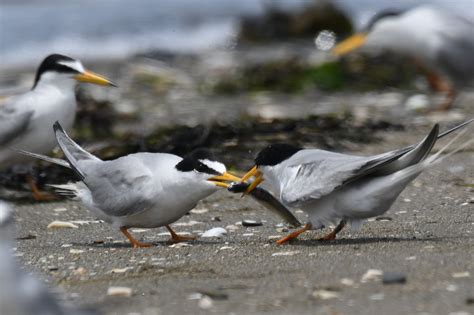 コアジサシ カワセミ他野鳥観察