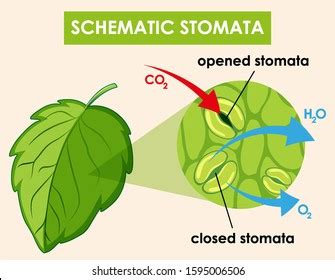 Diagram Showing Schematic Stomata Illustration Stock Vector Royalty Free 1531278182 Shutterstock
