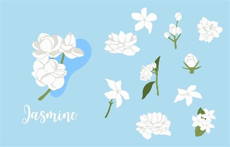 파란색 배경에 흰색 재스민 개체 프리미엄 벡터