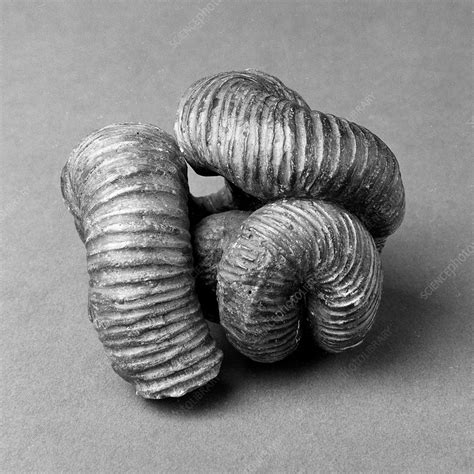 Nipponites Ammonoid Fossil Stock Image C0164897 Science Photo