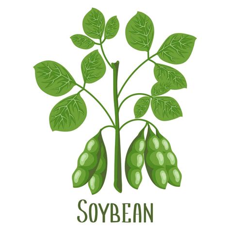 Soybeans Soybean Plant With Soybeans In Pods Food Agriculture