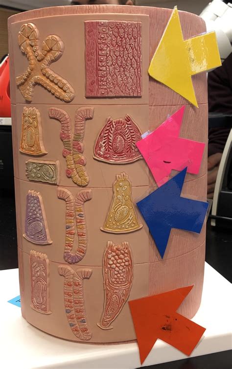 Biol 3151 Labex 11 Digestive System Wall Model Back Diagram Quizlet