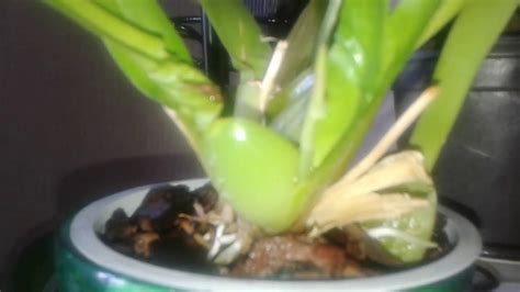 ორქიდეომანია ორქიდეა ონციდიუმი 5 Youtube