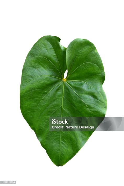코끼리 귀 또는 타로 의 큰 하트 모양의 녹색 잎은 흰색 배경에 고립 된 열대 단풍 식물 클리핑 경로가 포함되어 있습니다 0명에 대한 스톡 사진 및 기타 이미지 Istock