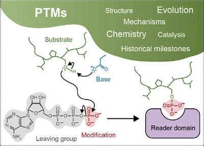 Ptm Bioessays X Mol