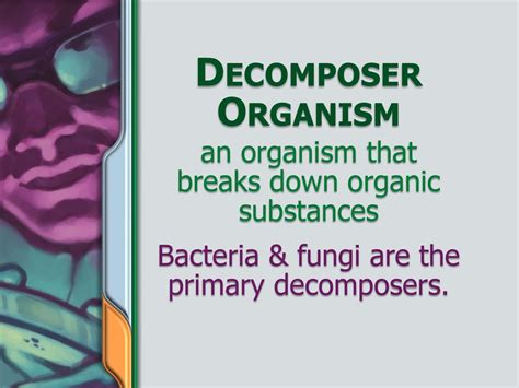 Bacteria And Viruses Bacteria Ppt Download