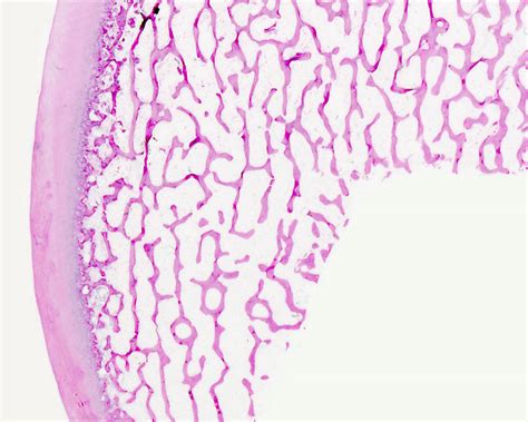 File Bone Histology Embryology