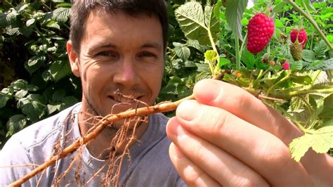 How To Propagate And Multiply Raspberry Plants Youtube