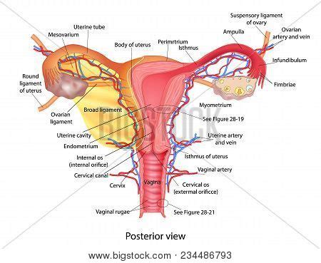 Female Anatomy Reproductive System And Vagina Diagram