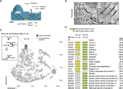 Subcellular Distribution And Interactome Of Podocin In Renal Download Scientific Diagram