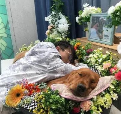 2岁金毛宝宝突然身亡主人哭泣下辈子我们再做家人 宠界新闻