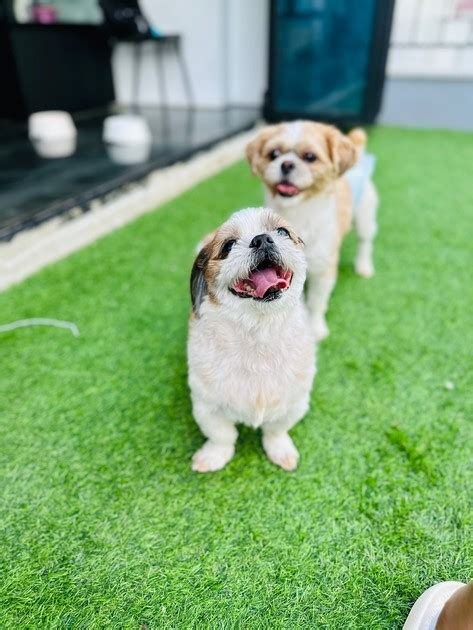 시츄 찡구 강아지 책임무료분양♥ 강아지무료분양 고양이무료분양 유기견입양 아이조아요양보호소