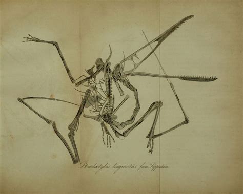 Vintage Pterodactyl Fossil Drawing Digital Download Etsy