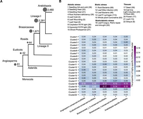 Figure 1 From The Root Of The Mystery The Role Of Long Non Coding Rnas