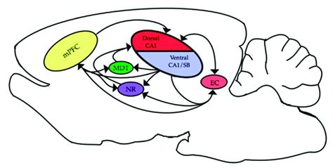 Circuit Organization Of The Rodent Medial Prefrontal 49 Off
