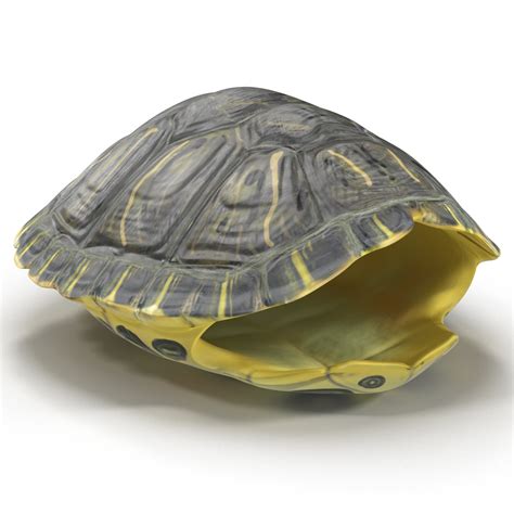 Turtle Shell 3d 3d Molier International