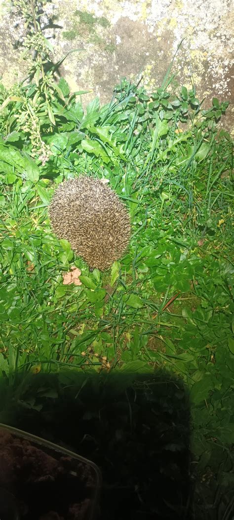 Herisson Dehors En Hiver Raskfrance