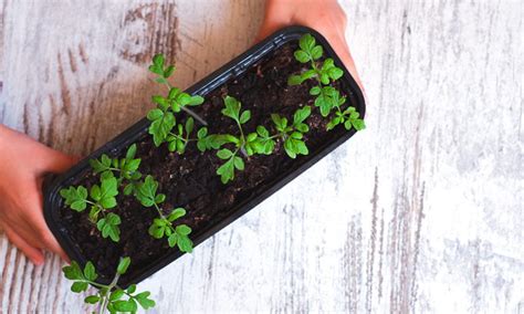 How To Turn Bad Soil Into Good Soil With Simple Strategies