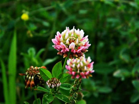 მინდვრის ყვავილები