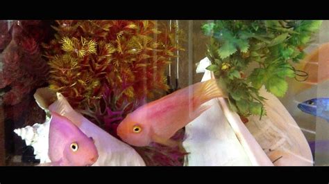 Recent Aquarium Projects From Aquamacs Youtube