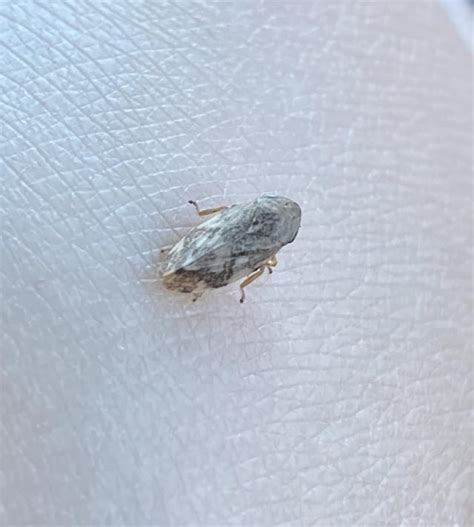 Small Brown Bug With Wings No Antennae R Bugidentification