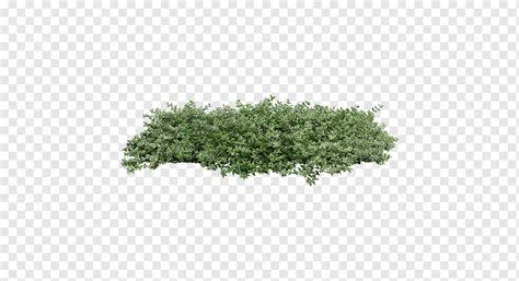 Shrub Plant Tree Plant 3D Computer Graphics Grass Zarema Png PNGWing