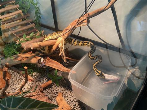 Jungle Python Female For Sale Au Reptile