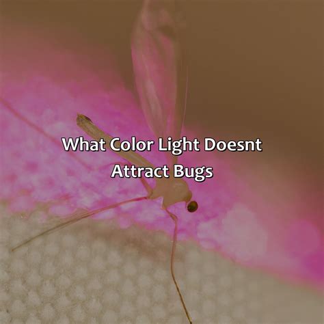 Is There A Light Color That Doesnt Attract Bugs At Rosalie Eadie Blog