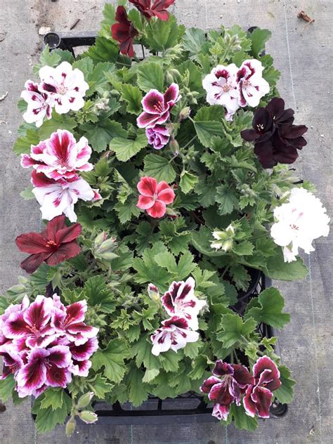 Череши Череши от Овощни градини Дядо Генчо Кюстендил