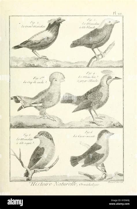 This Tableau Encyclopédique Provides A Systematic And Methodical Classification Of The Three