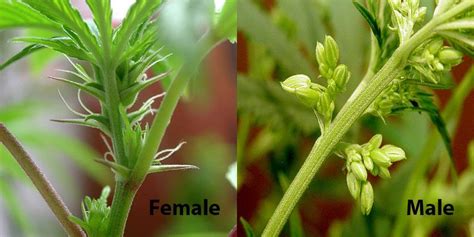 Plant Sex Home GrowingHome Growing