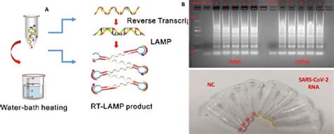 Schematic Representation Of Rt Lamp With A Colorimetric Assay A The Download Scientific