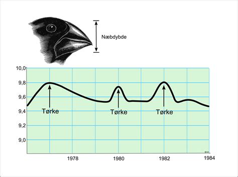 Darwins Finker På Galapagos øerne Biologividen