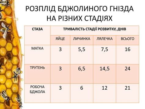 Бджолина сімя Бджолине гніздо Стільники Розплід бджолиної сімї презентация онлайн