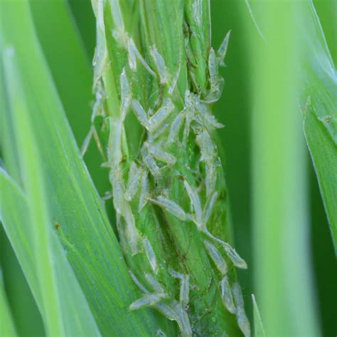 Thrips Damage In Rice