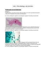Microbiology Lab Assignment Docx Lab Microbiology Lab Activities Prokaryotes Versus