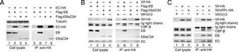 Elob Promotes Cbf β Binding To Vif Mainly By Its C Terminus A Both Download Scientific