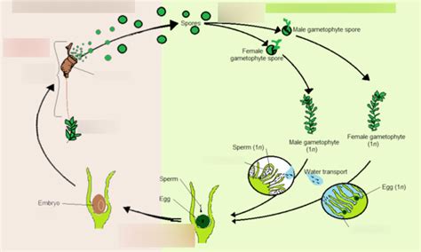 Bryophyte Life Cycle Diagram Quizlet