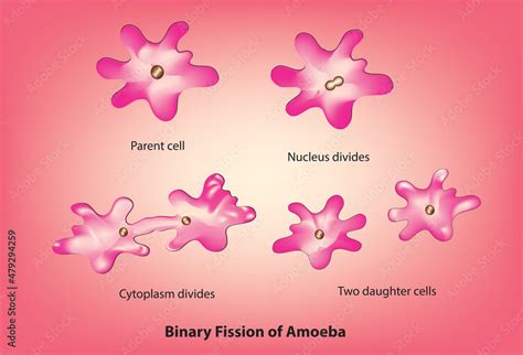 Binary Fission Of Amoeba Reproduces Through Binary Fission Stock Vector