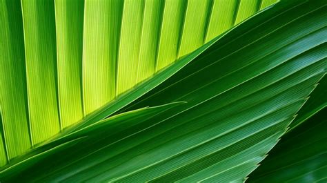 야자잎이 어두운 배경에 놓여 있다 종려 주일 그림 가톨릭 부활절 배경 일러스트 및 사진 무료 다운로드 Pngtree