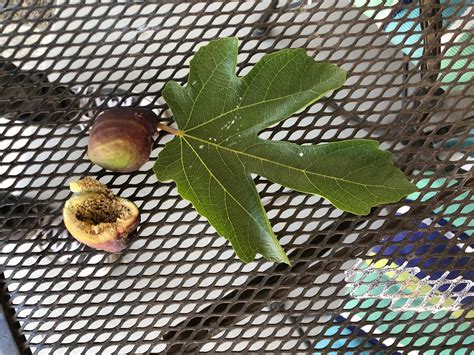 Help Me Identify My Fig Tree R Figs
